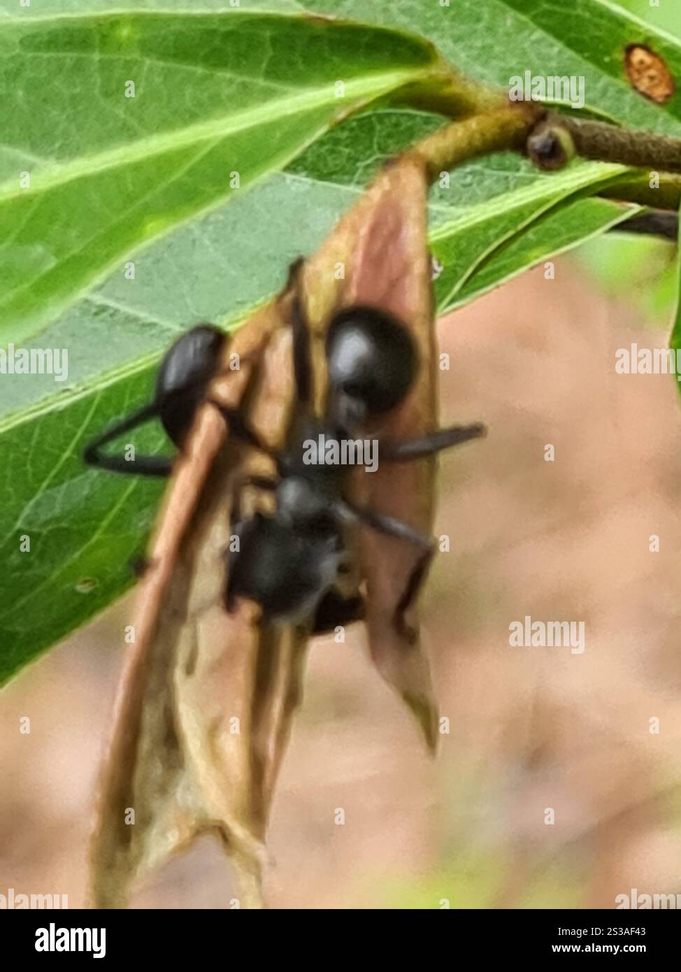 Giant Turtle Ants (Cephalotes atratus Stock Photo - Alamy