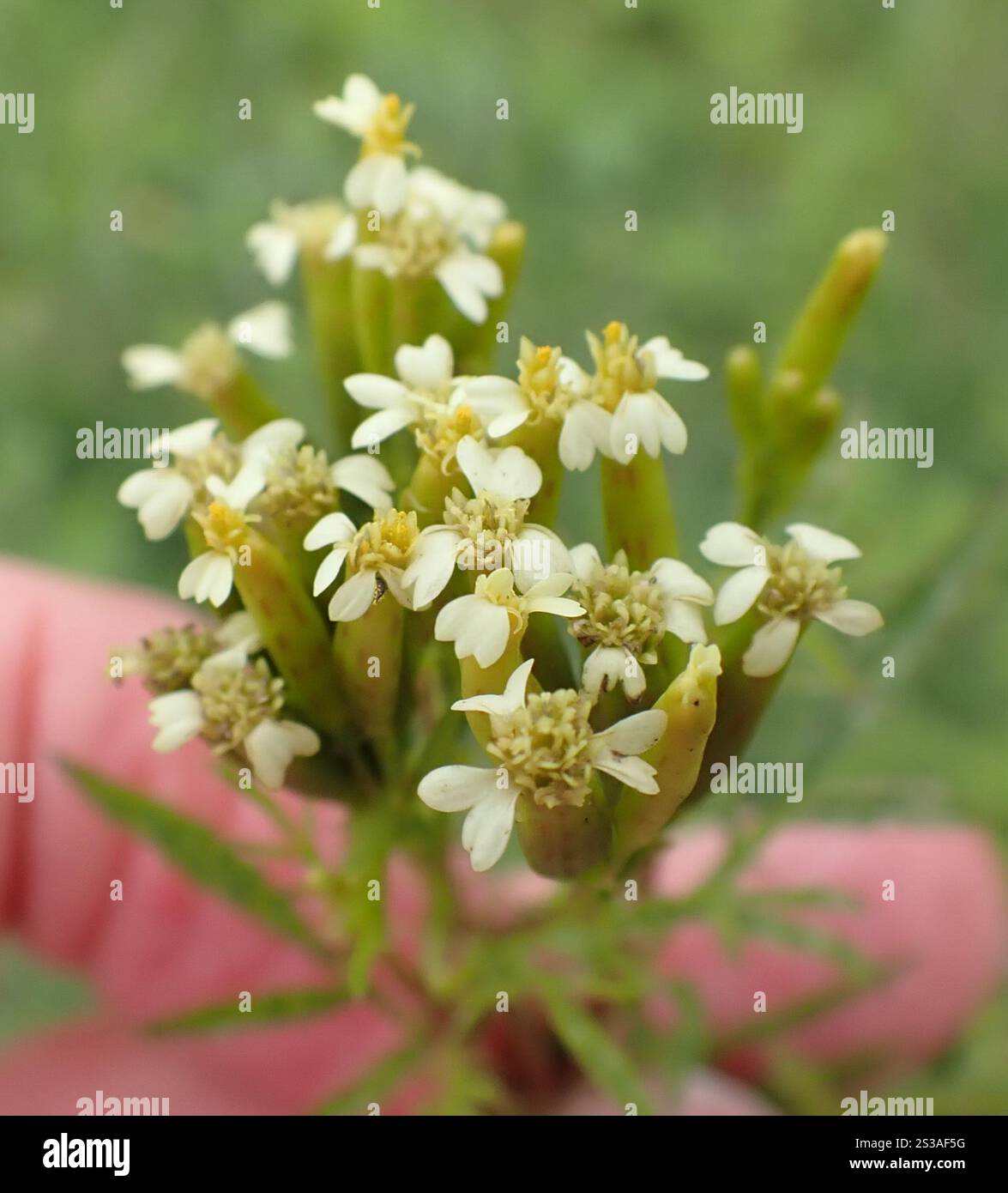 wild marigold (Tagetes minuta Stock Photo - Alamy