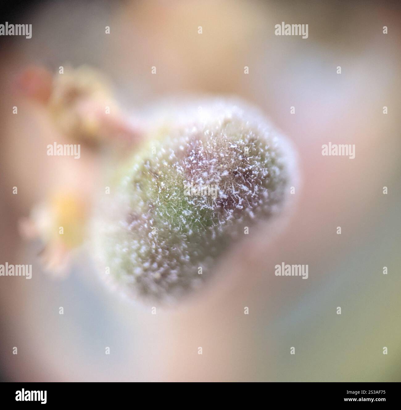 Powdery Mildews (Erysiphaceae Stock Photo - Alamy