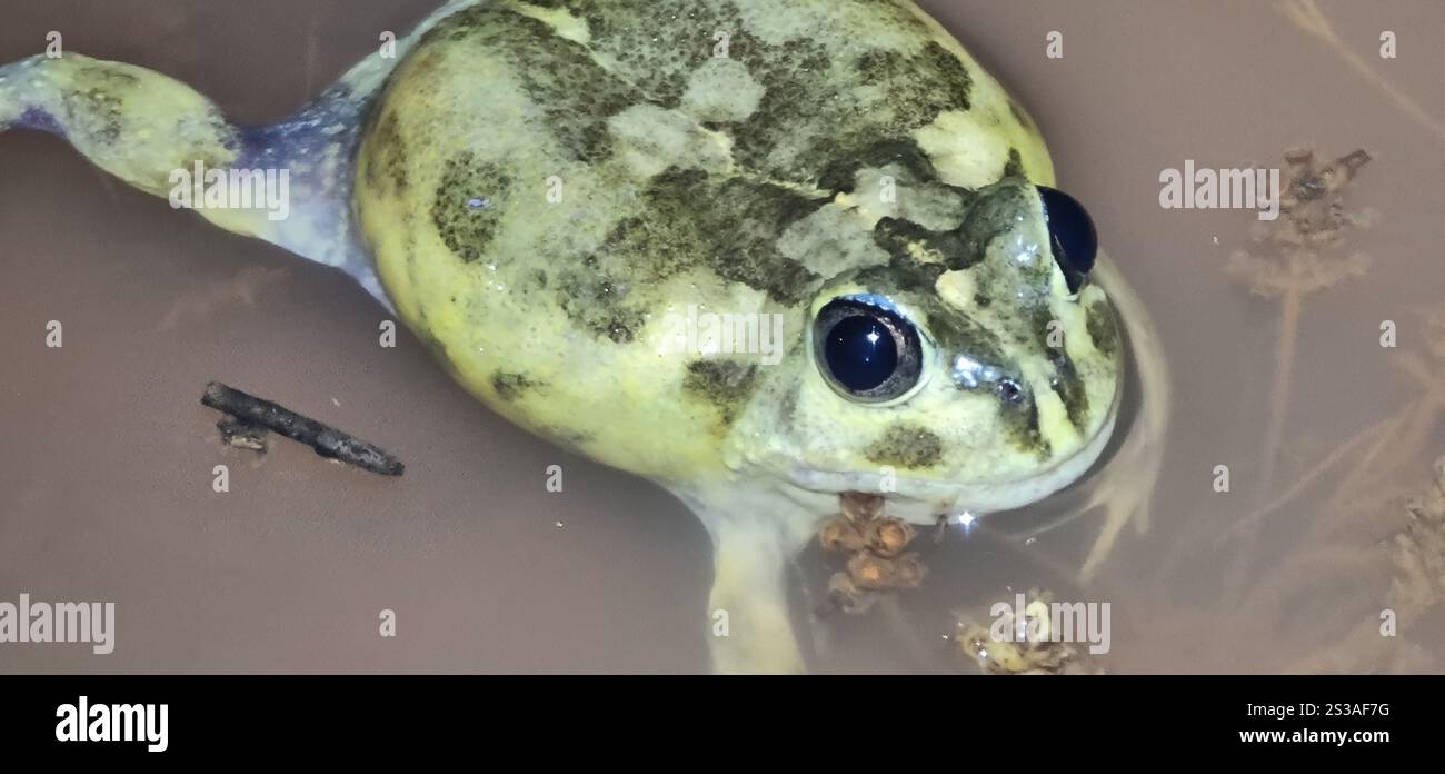 Painted Trilling Frog (Neobatrachus pictus Stock Photo - Alamy