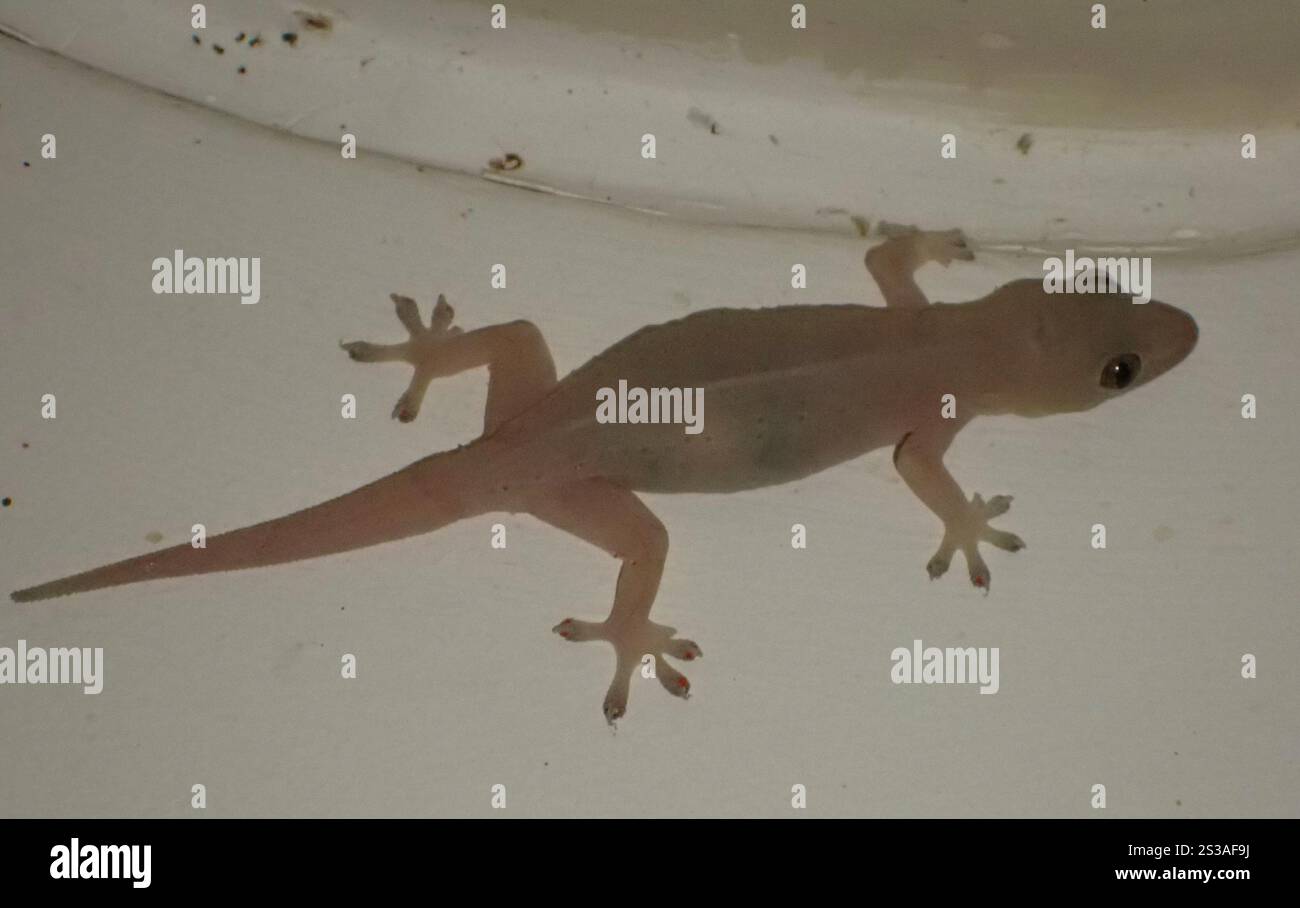 Typical Geckos (Gekkonidae Stock Photo - Alamy