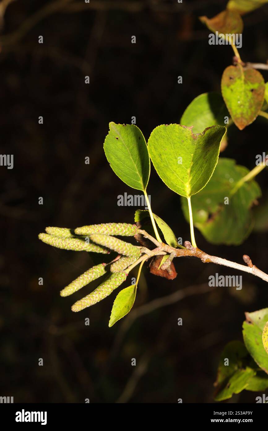 Italian alder (Alnus cordata Stock Photo - Alamy