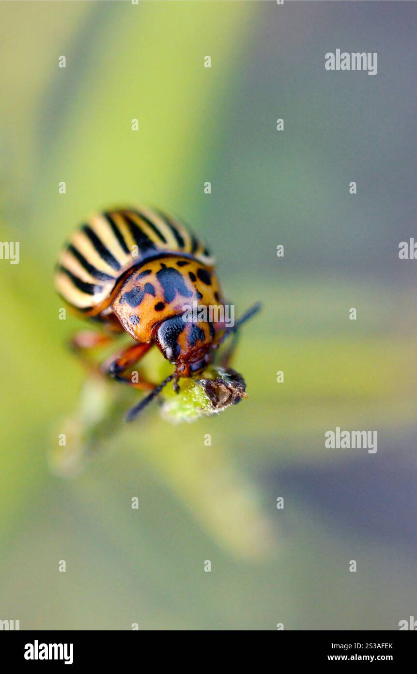 Colorado potato beetle crawling on potato leaves. Ten-striped spearman ...