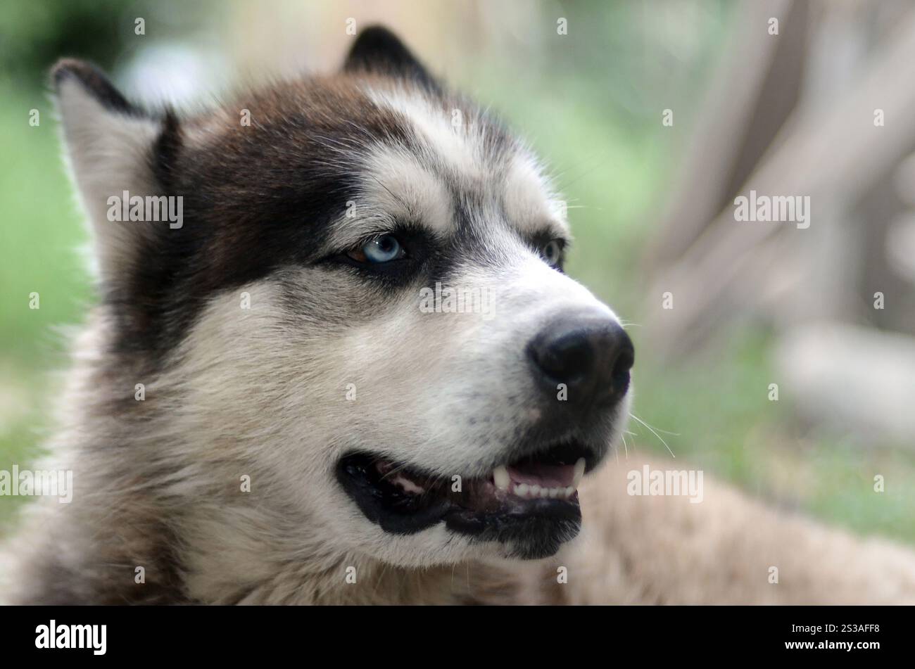 Alaskan Malamute with blue eyes. The Arctic Malamute is a wonderful ...