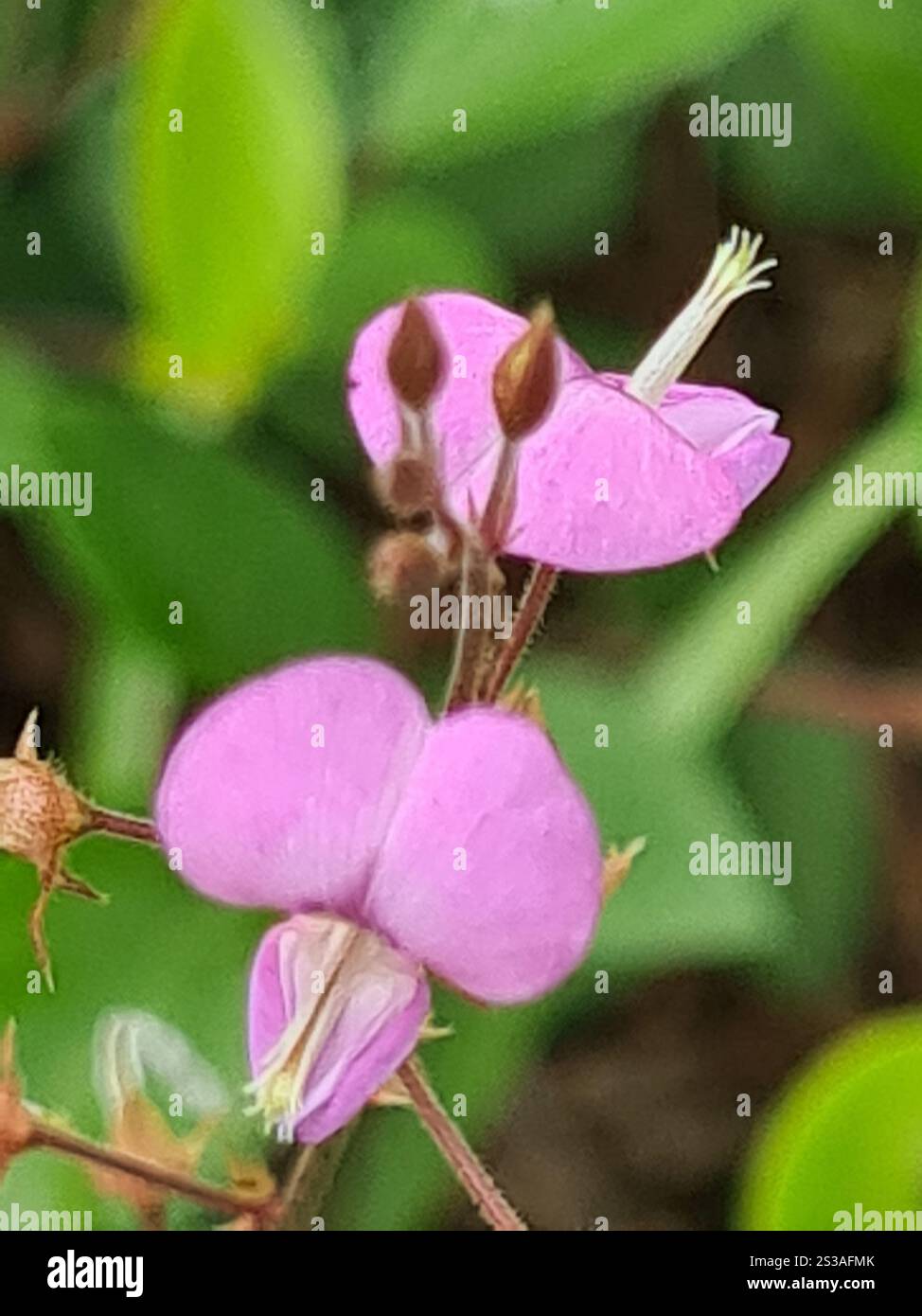 creeping beggarweed (Desmodium incanum Stock Photo - Alamy