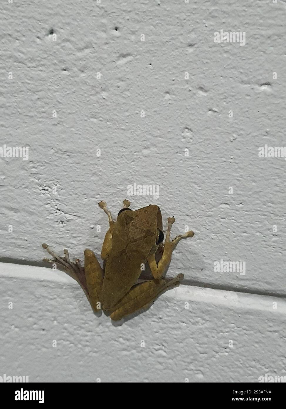 Spot-legged Tree Frog (Polypedates megacephalus Stock Photo - Alamy