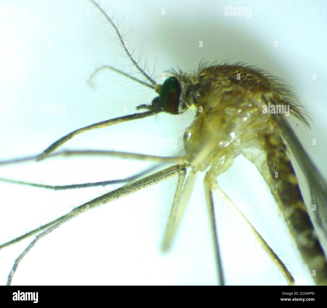 Southern House Mosquito (Culex quinquefasciatus Stock Photo - Alamy
