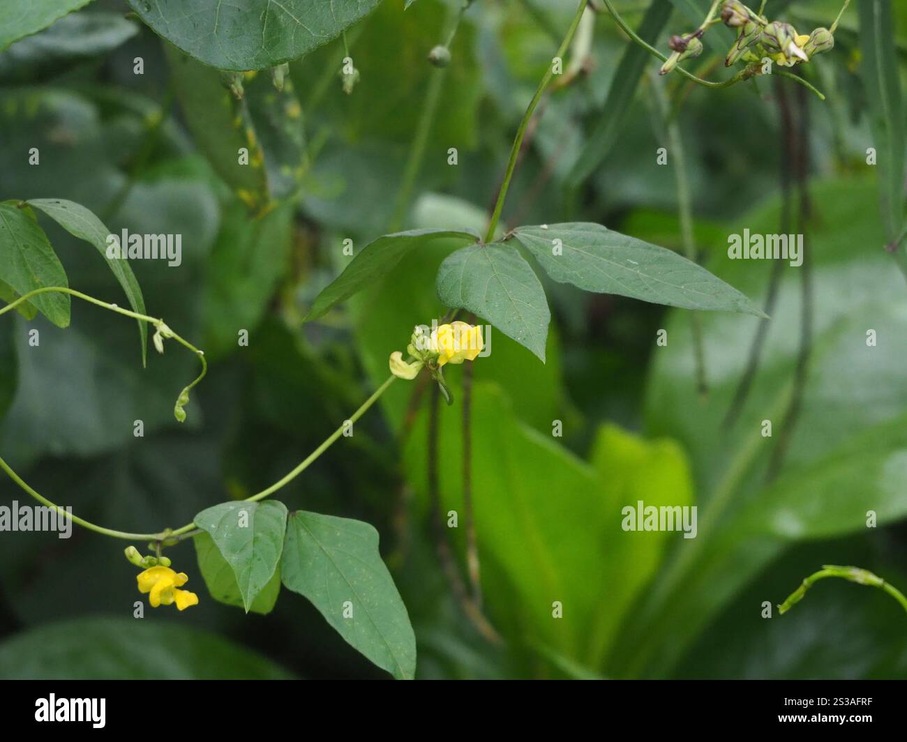 creole-bean (Vigna reflexopilosa Stock Photo - Alamy