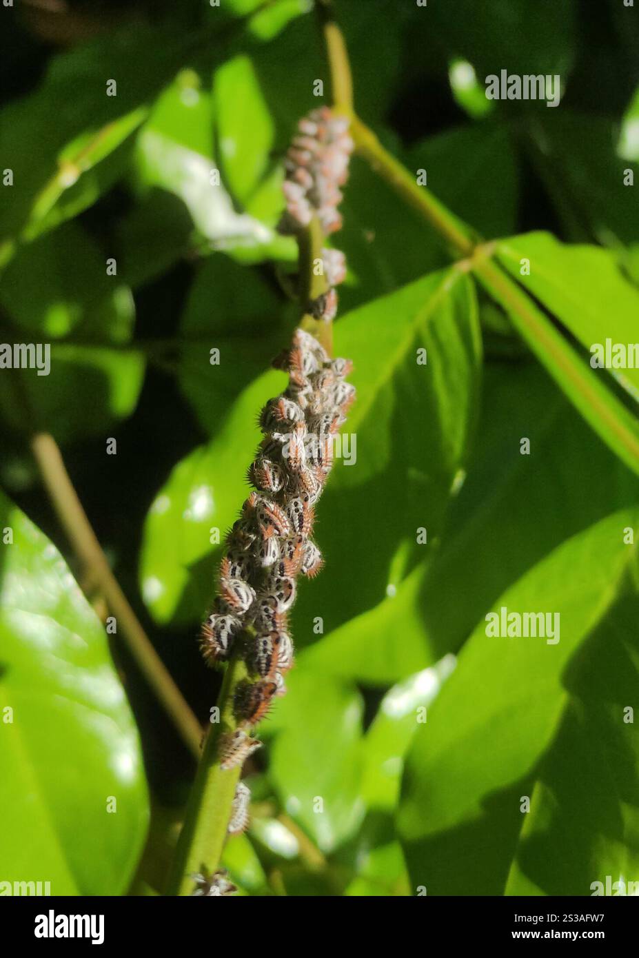 Black-and-white Treehopper (Membracis foliatafasciata Stock Photo - Alamy