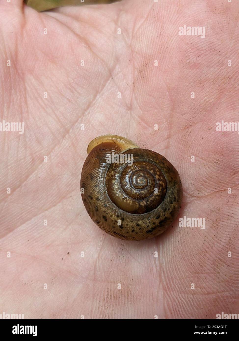 White-lip Globe Snail (Mesodon thyroidus Stock Photo - Alamy