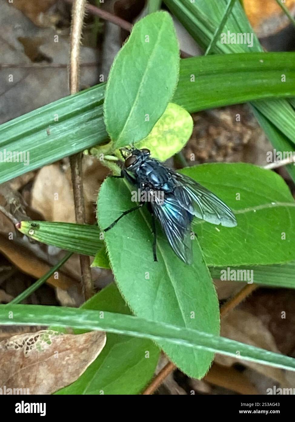 Shiny Blue Bottle Fly (Cynomya cadaverina Stock Photo - Alamy