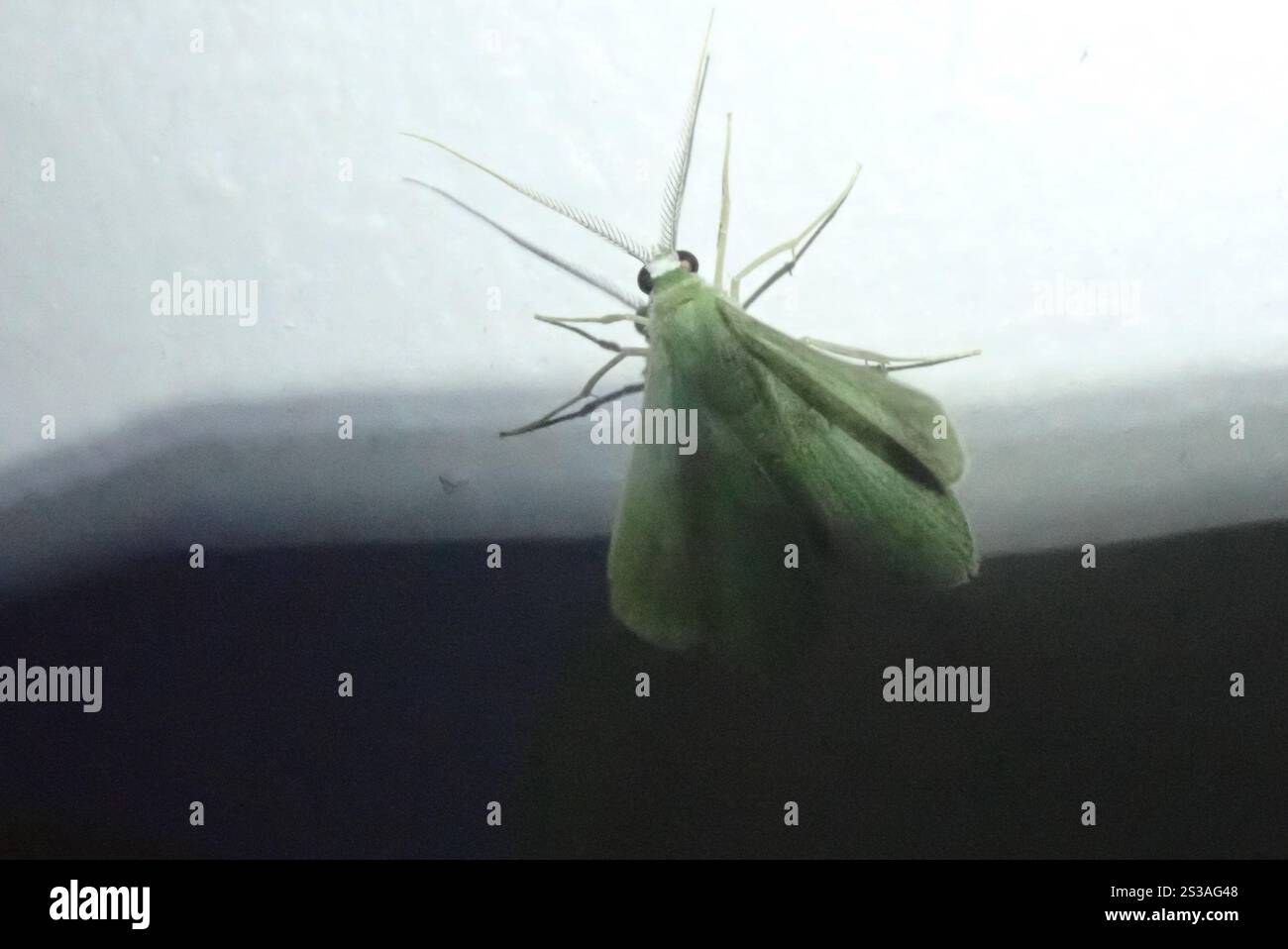 Seagrape Spanworm Moth (Ametris nitocris Stock Photo - Alamy