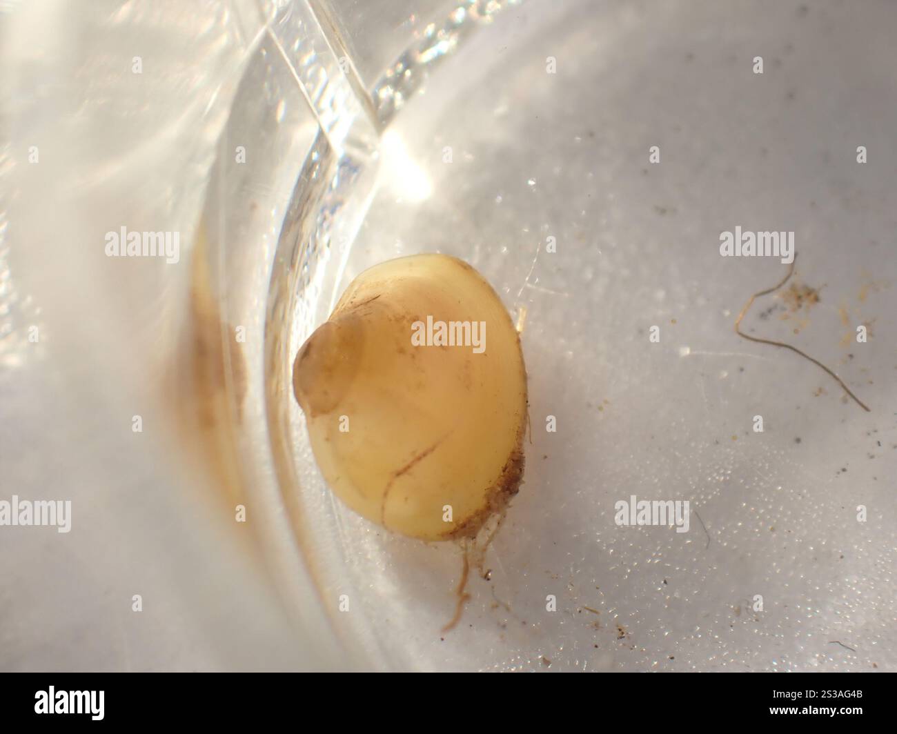 pond fingernailclam (Musculium securis Stock Photo - Alamy
