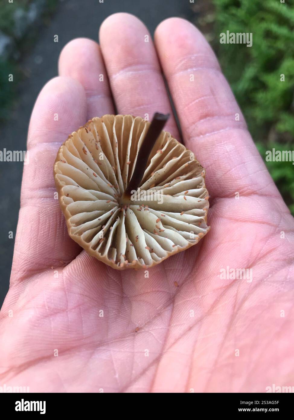 red pinwheel (Marasmius plicatulus Stock Photo - Alamy