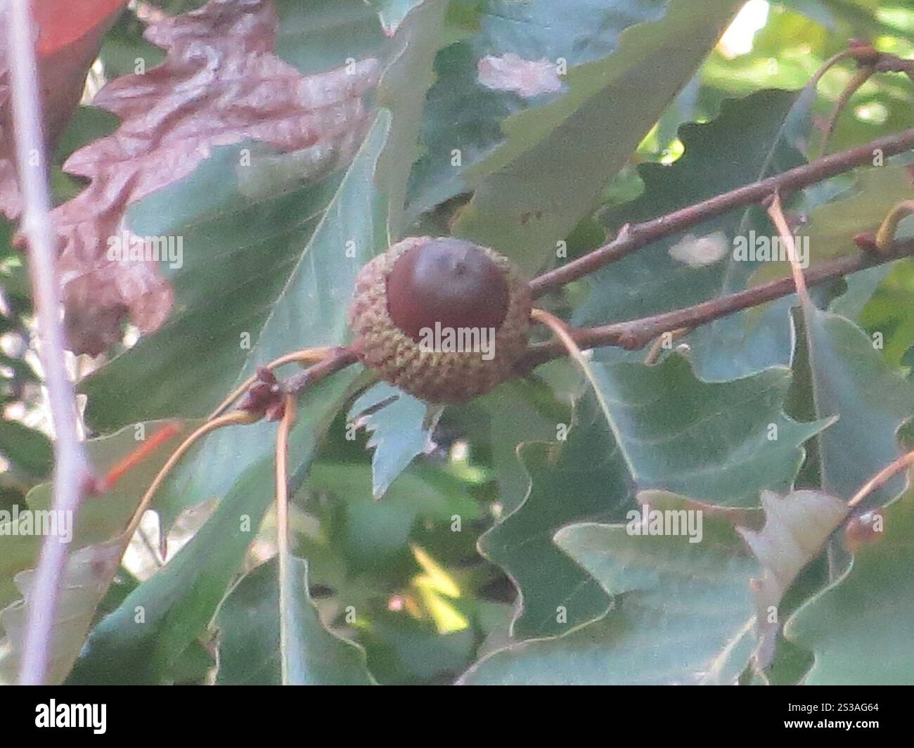 swamp chestnut oak (Quercus michauxii Stock Photo - Alamy