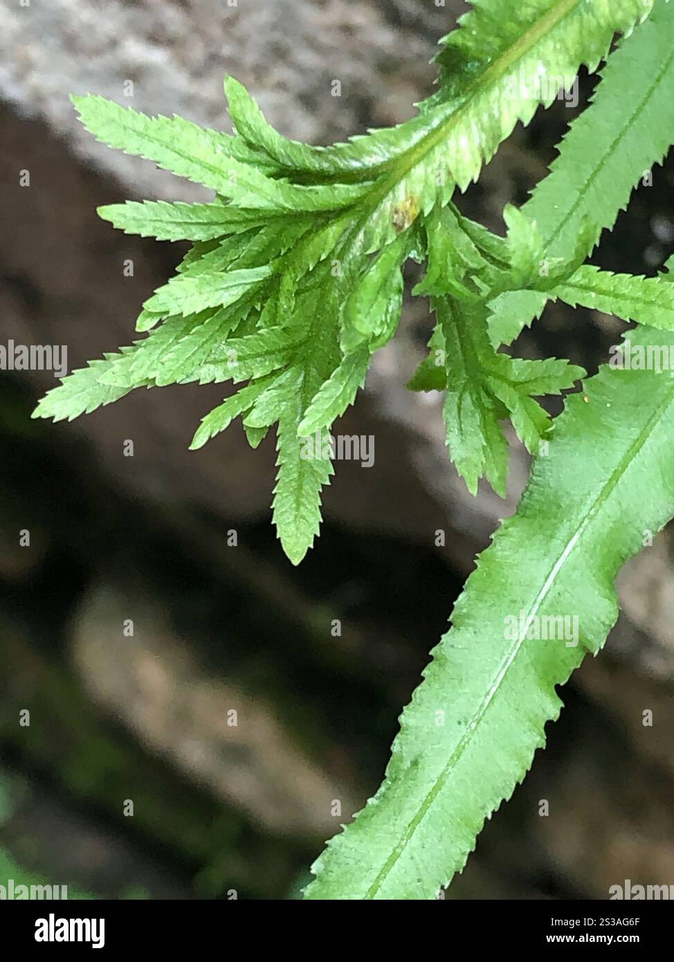 spider brake (Pteris multifida Stock Photo - Alamy