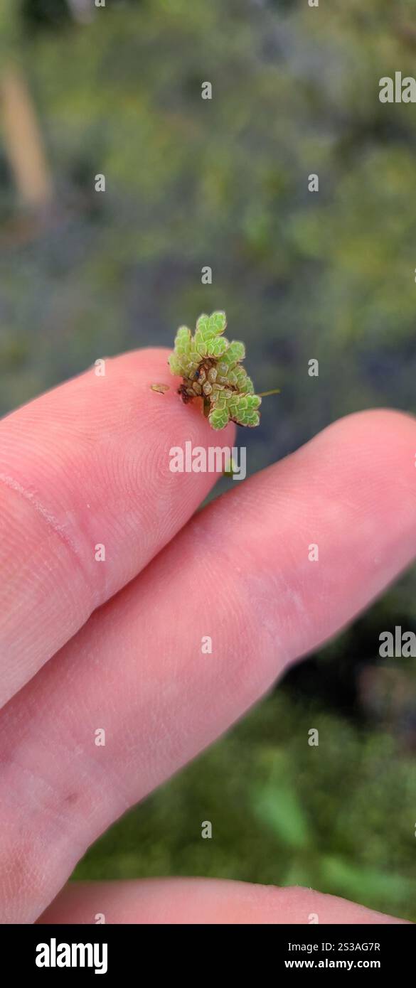 Red Azolla (Azolla rubra Stock Photo - Alamy