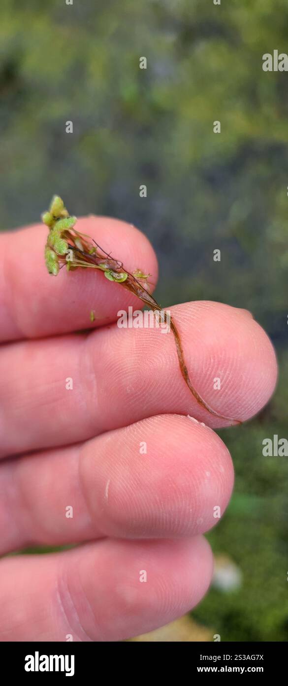 Red Azolla (Azolla rubra Stock Photo - Alamy