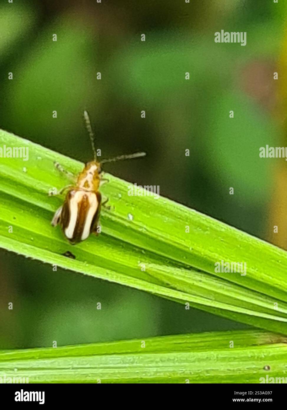Flea Beetles (Alticini Stock Photo - Alamy