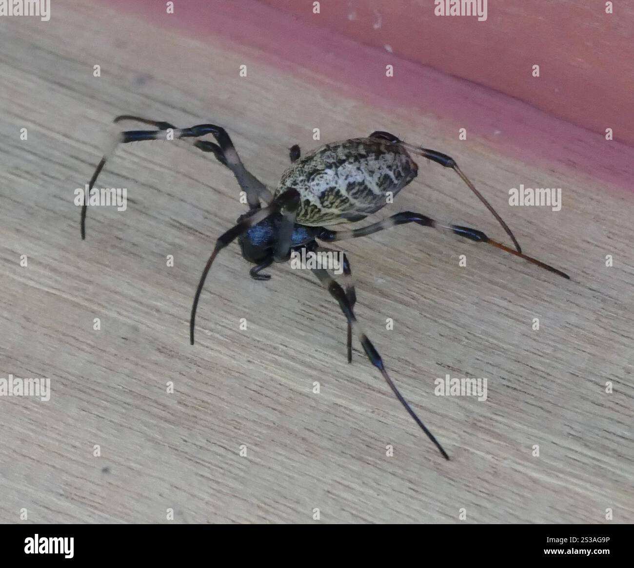 Asian Hermit Spider (Nephilengys malabarensis Stock Photo - Alamy
