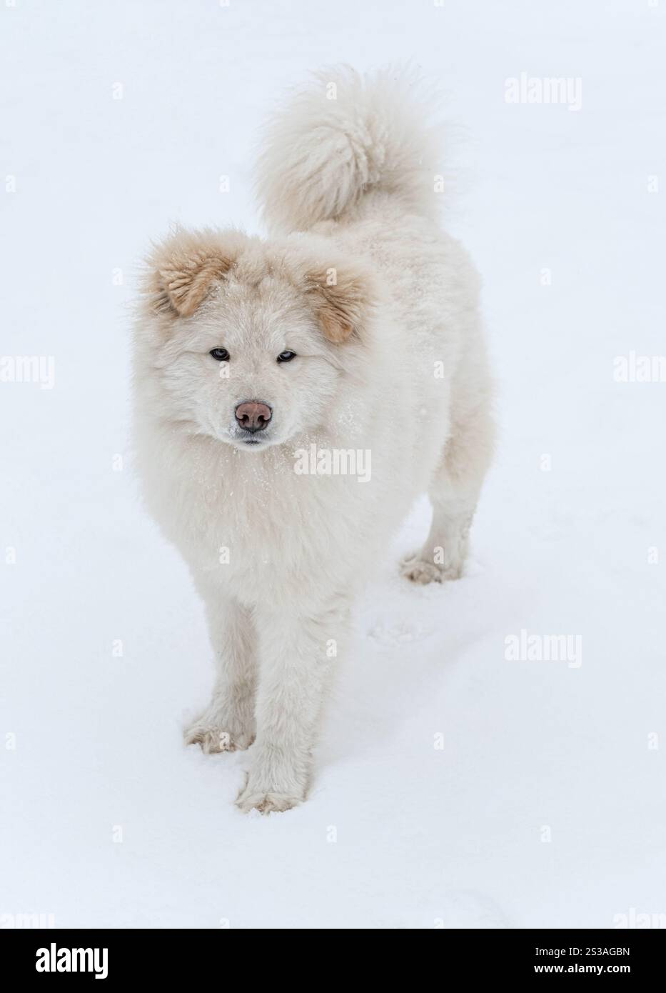 Young Samoyed puppy of biscuit color standing on snow. Features beige ...