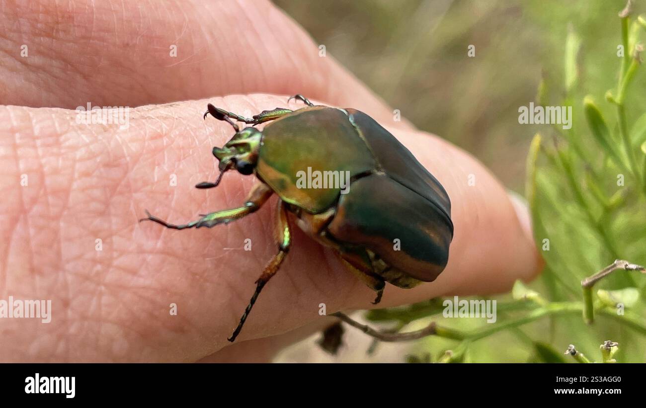 Common Green June Beetle (Cotinis nitida Stock Photo - Alamy