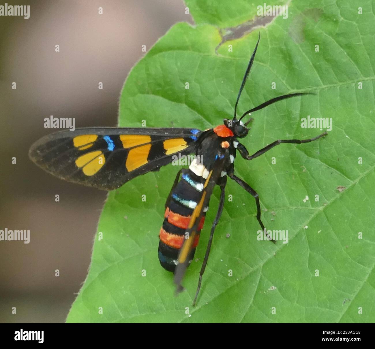 Painted Handmaiden Moth (Euchromia polymena Stock Photo - Alamy