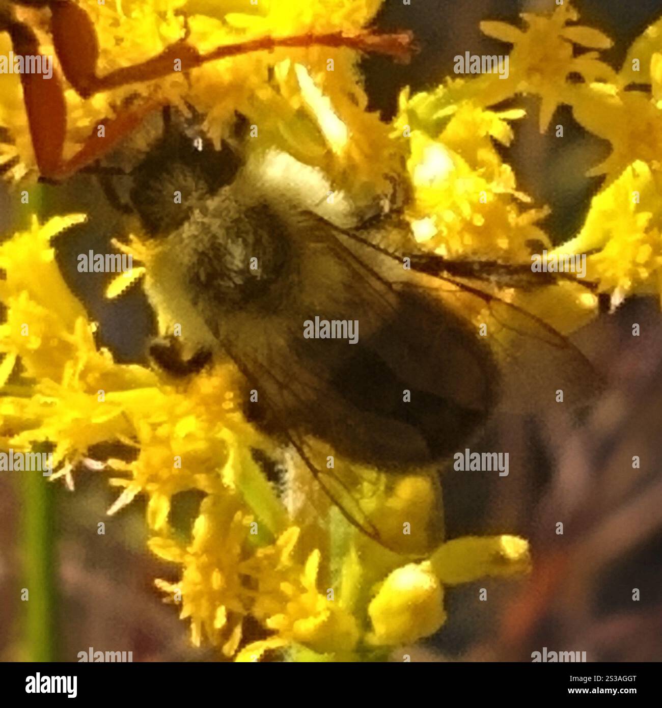 Common Eastern Bumble Bee (Bombus impatiens Stock Photo - Alamy