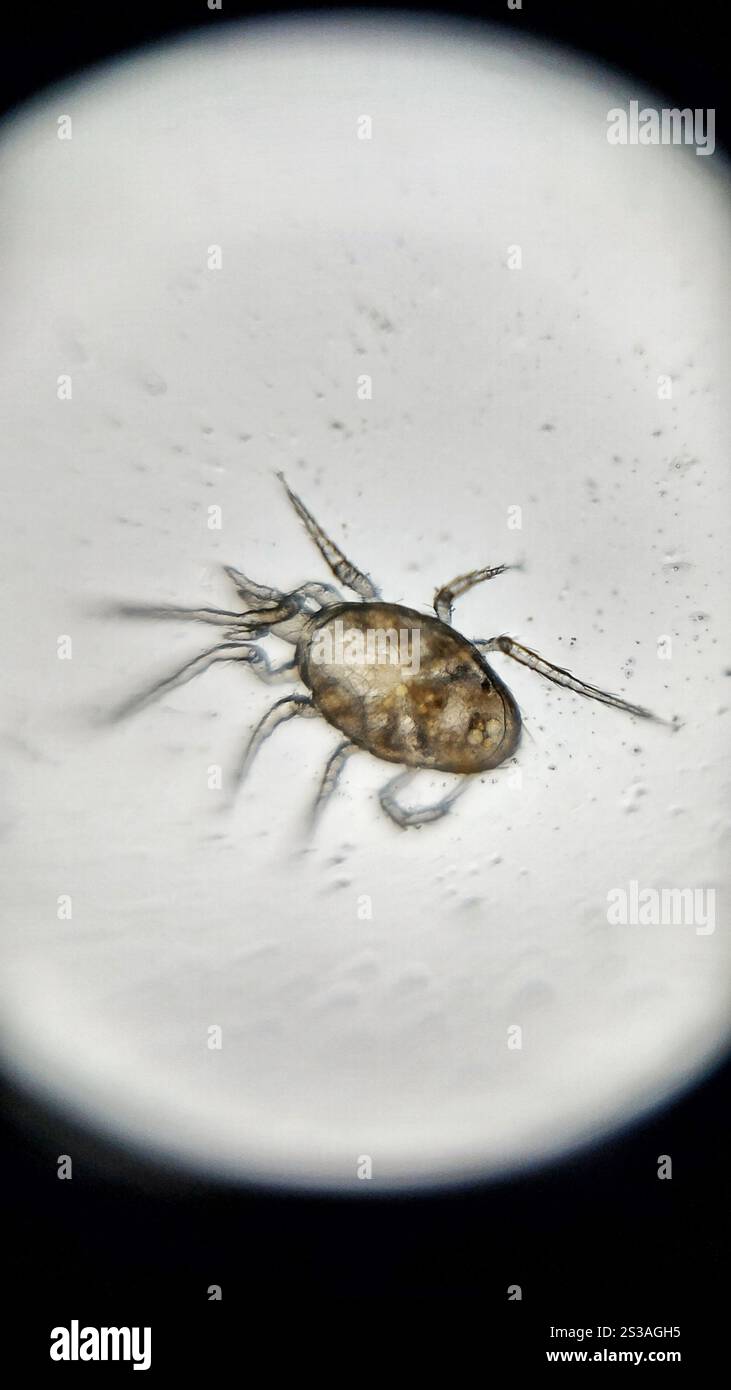 Mites and Ticks (Acari Stock Photo - Alamy