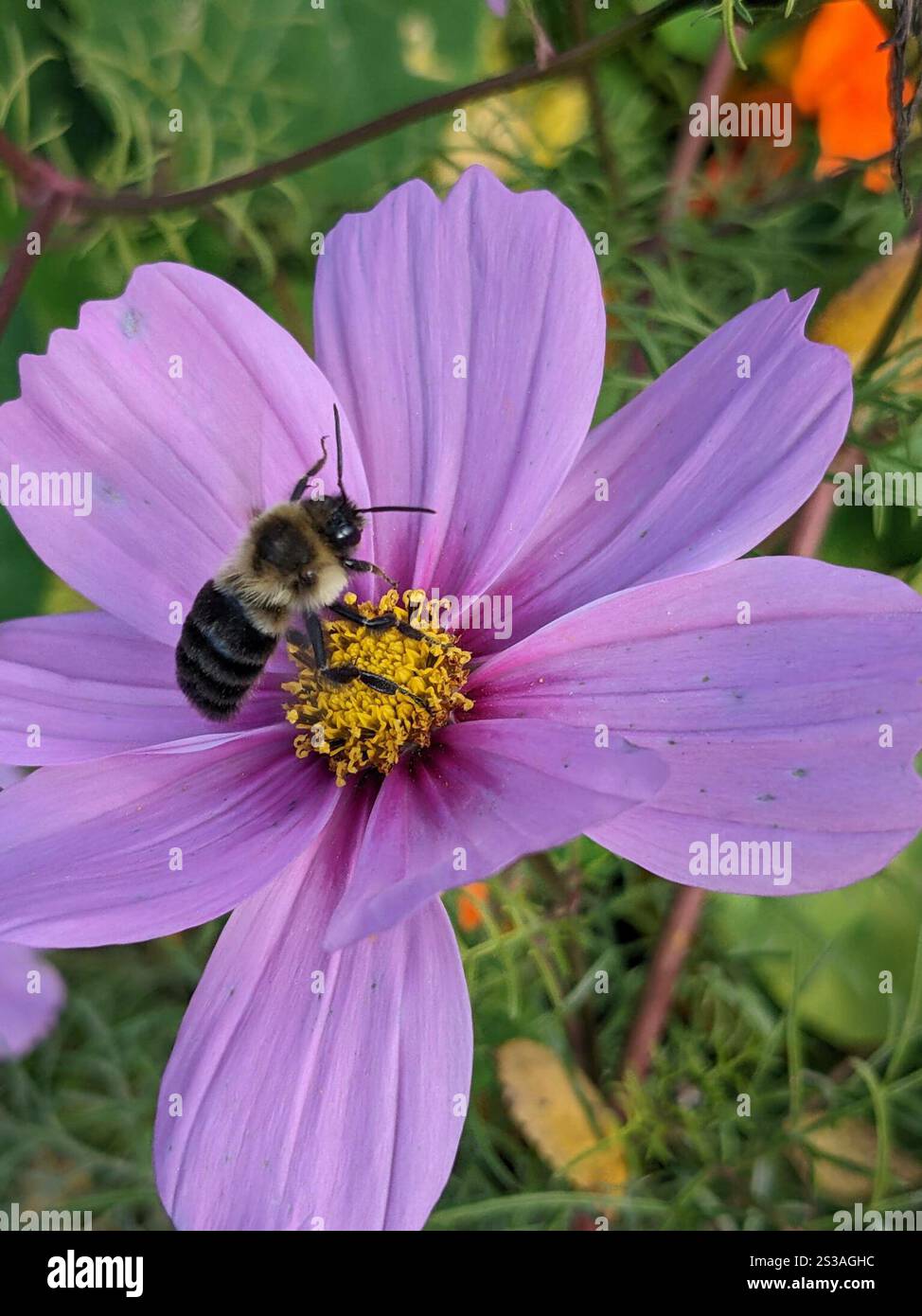Common Eastern Bumble Bee (Bombus impatiens Stock Photo - Alamy