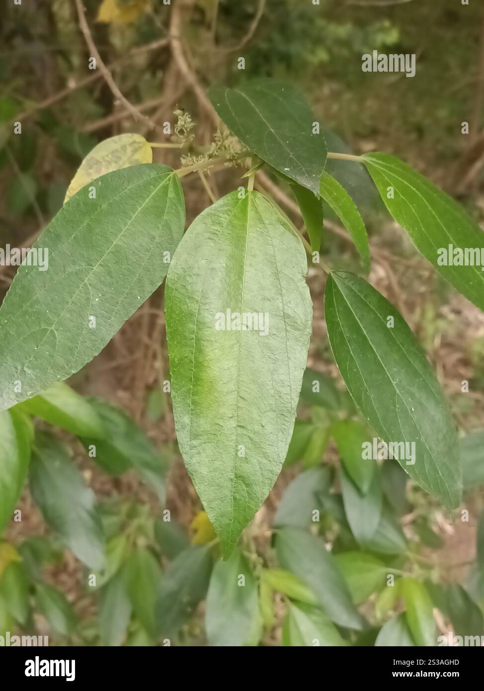 False Stinger (Pipturus argenteus Stock Photo - Alamy