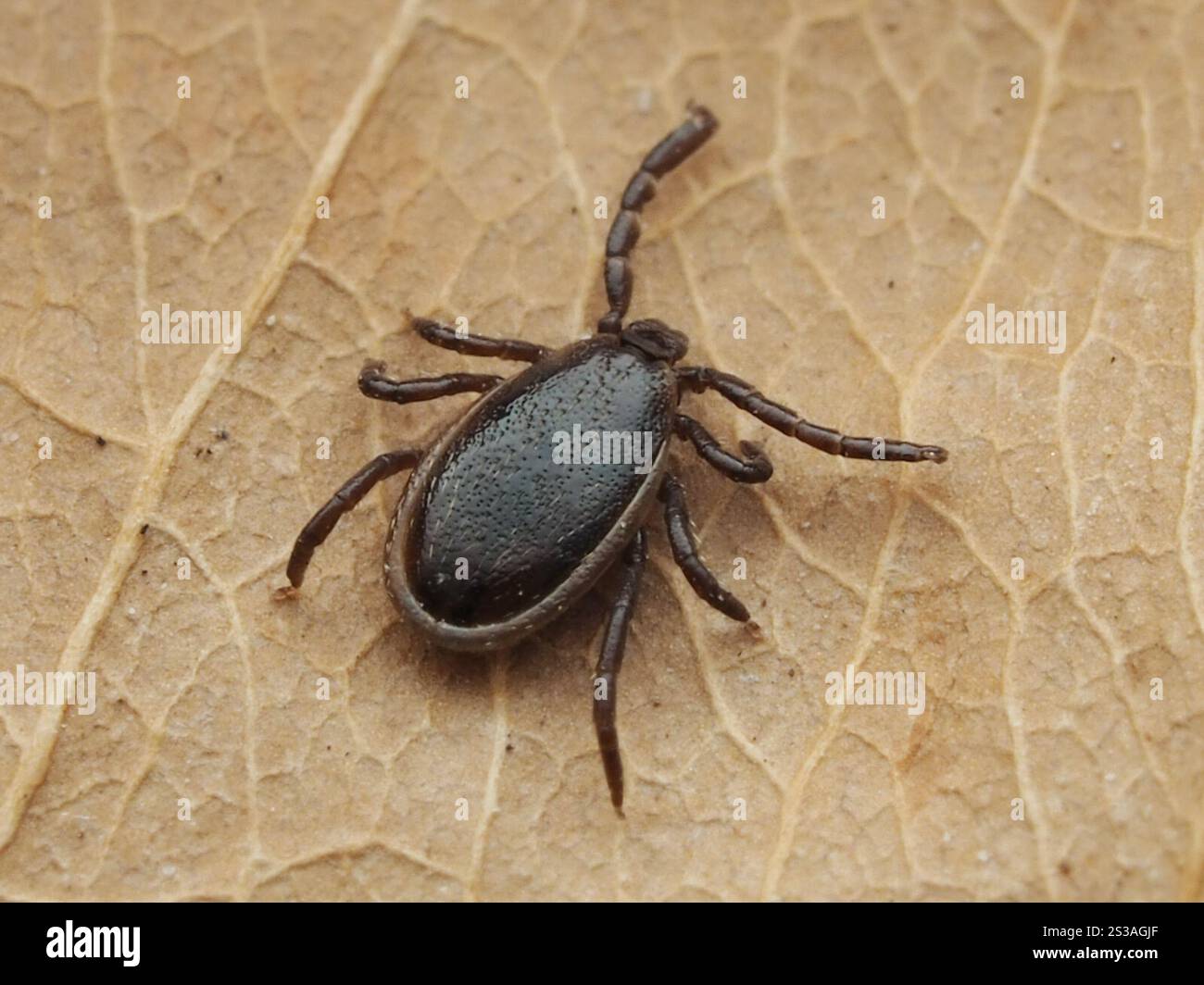 Eastern Black-legged Tick (Ixodes scapularis Stock Photo - Alamy