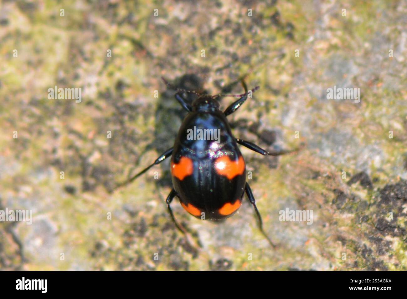 Orange-spotted Scaphidium (Scaphidium quadrimaculatum Stock Photo - Alamy