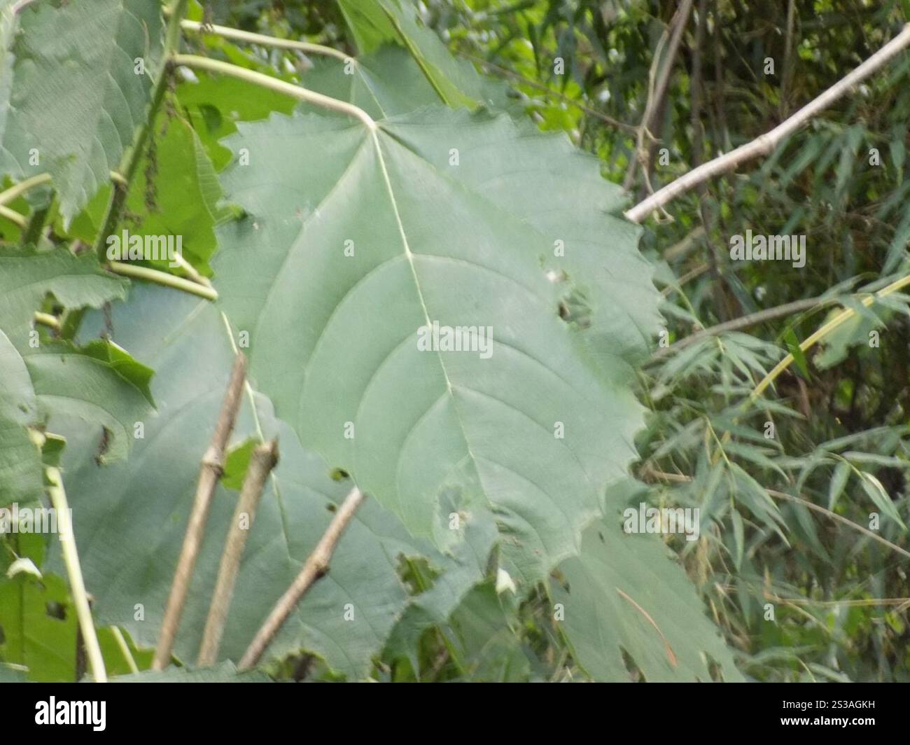 Scratchbush (Urera baccifera Stock Photo - Alamy