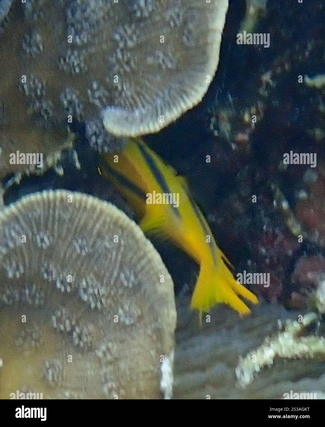 Indo-Pacific Yellowtail Damsel (Neoglyphidodon nigroris Stock Photo - Alamy