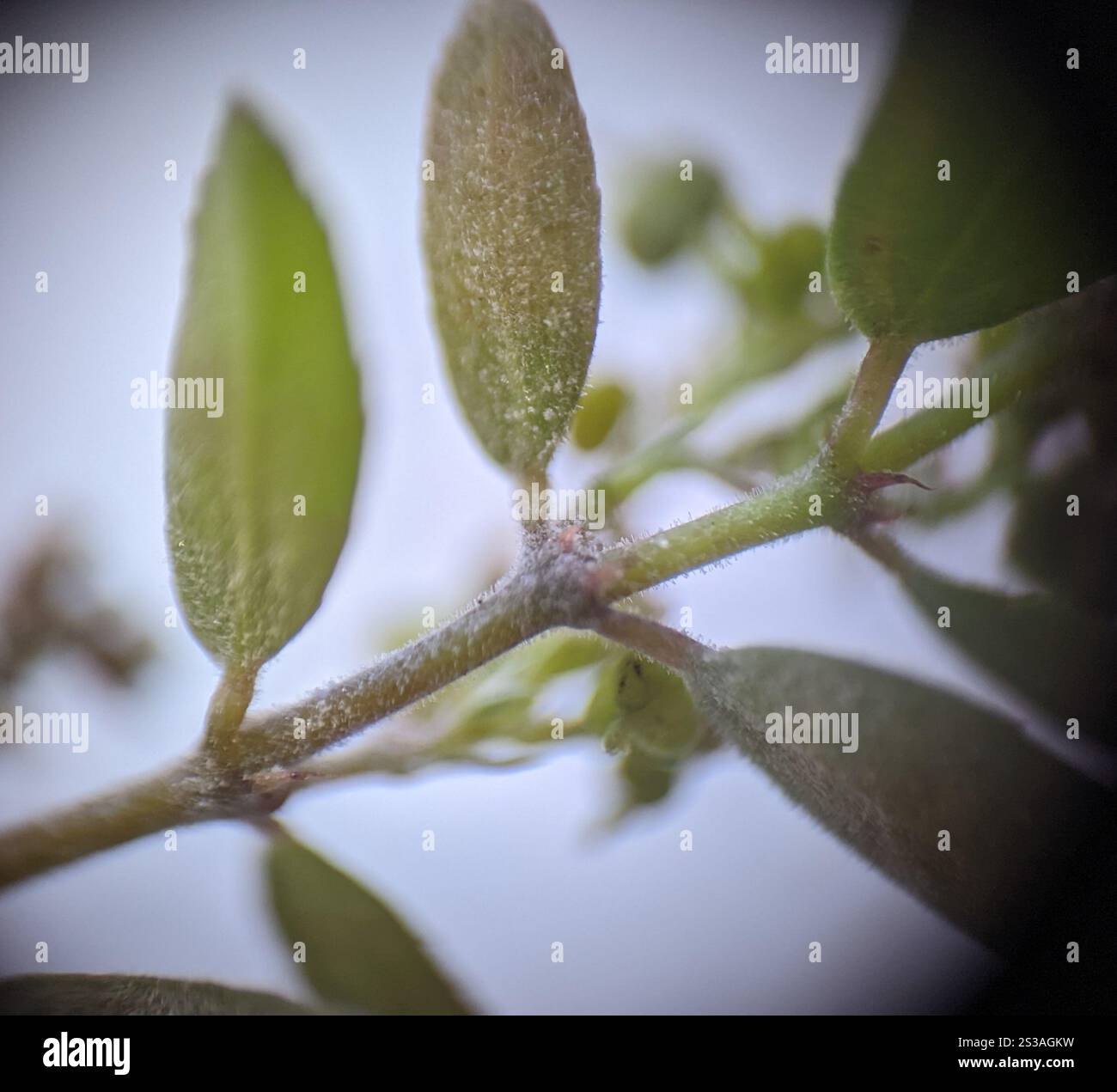 Erysiphe hi-res stock photography and images - Alamy