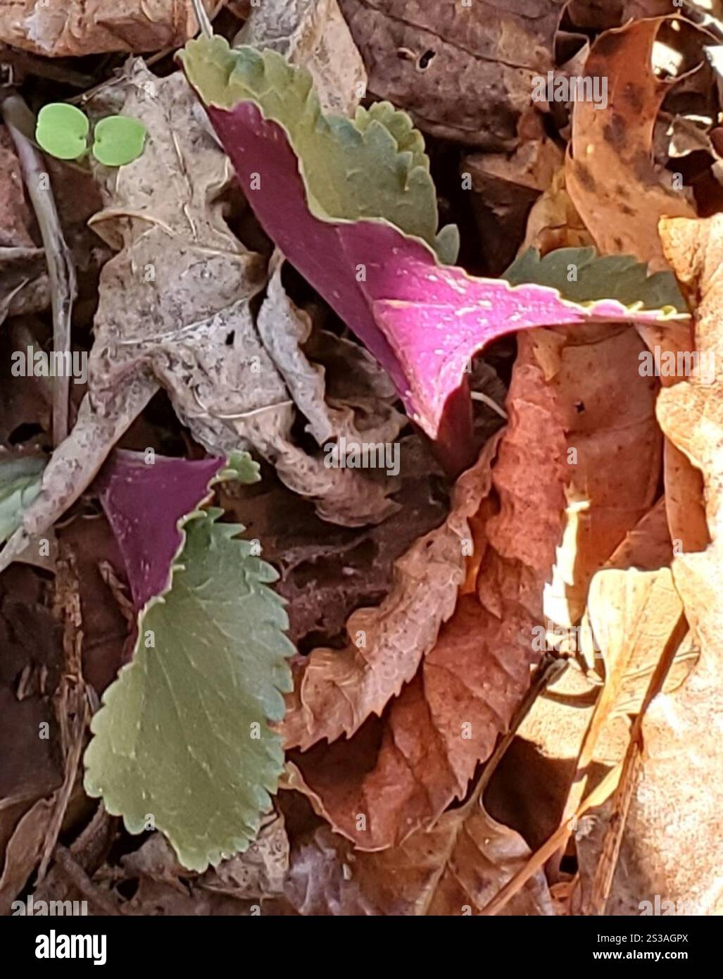 roundleaf ragwort (Packera obovata Stock Photo - Alamy