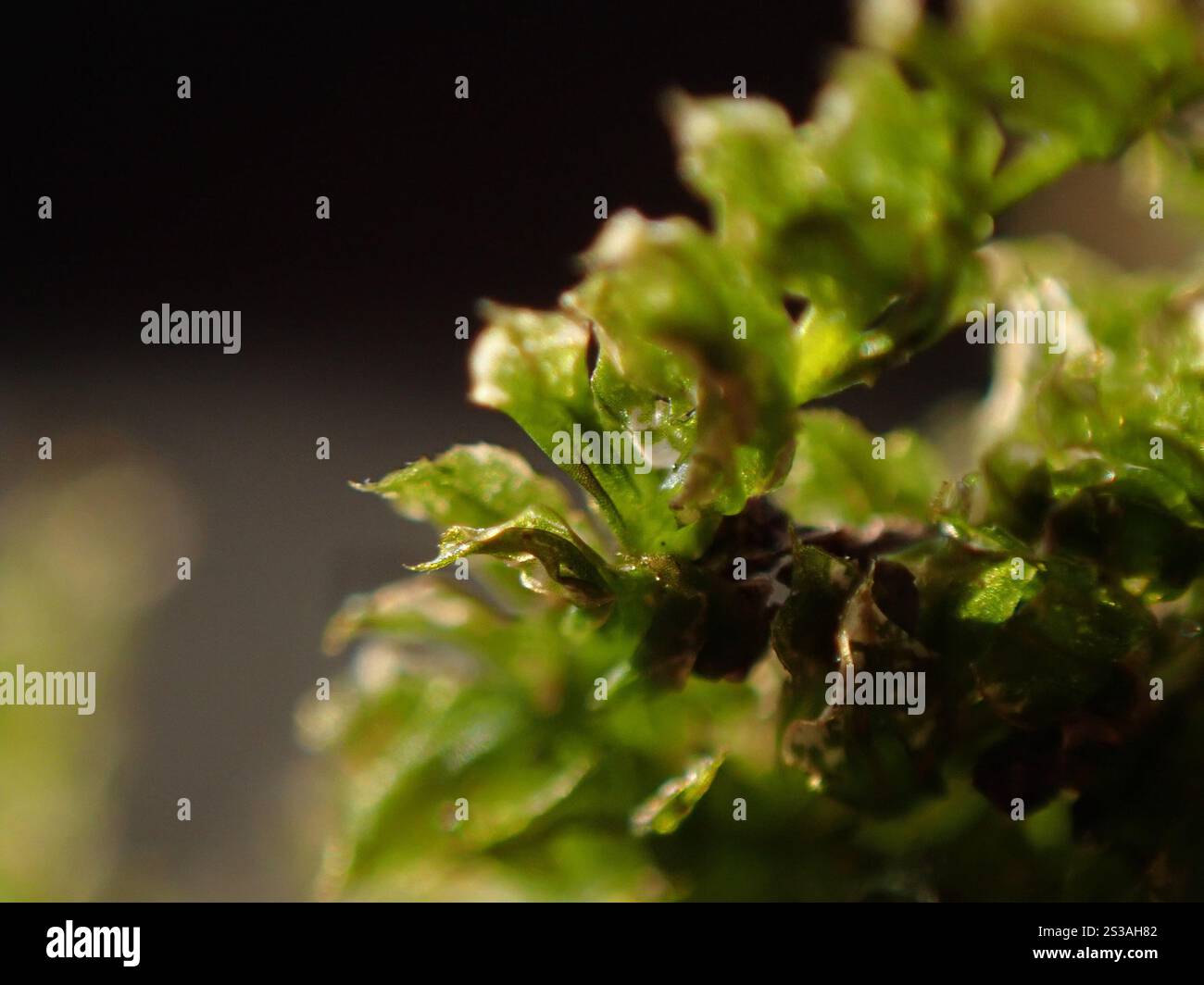Wavy-leaf Moss (Plagiomnium ciliare Stock Photo - Alamy