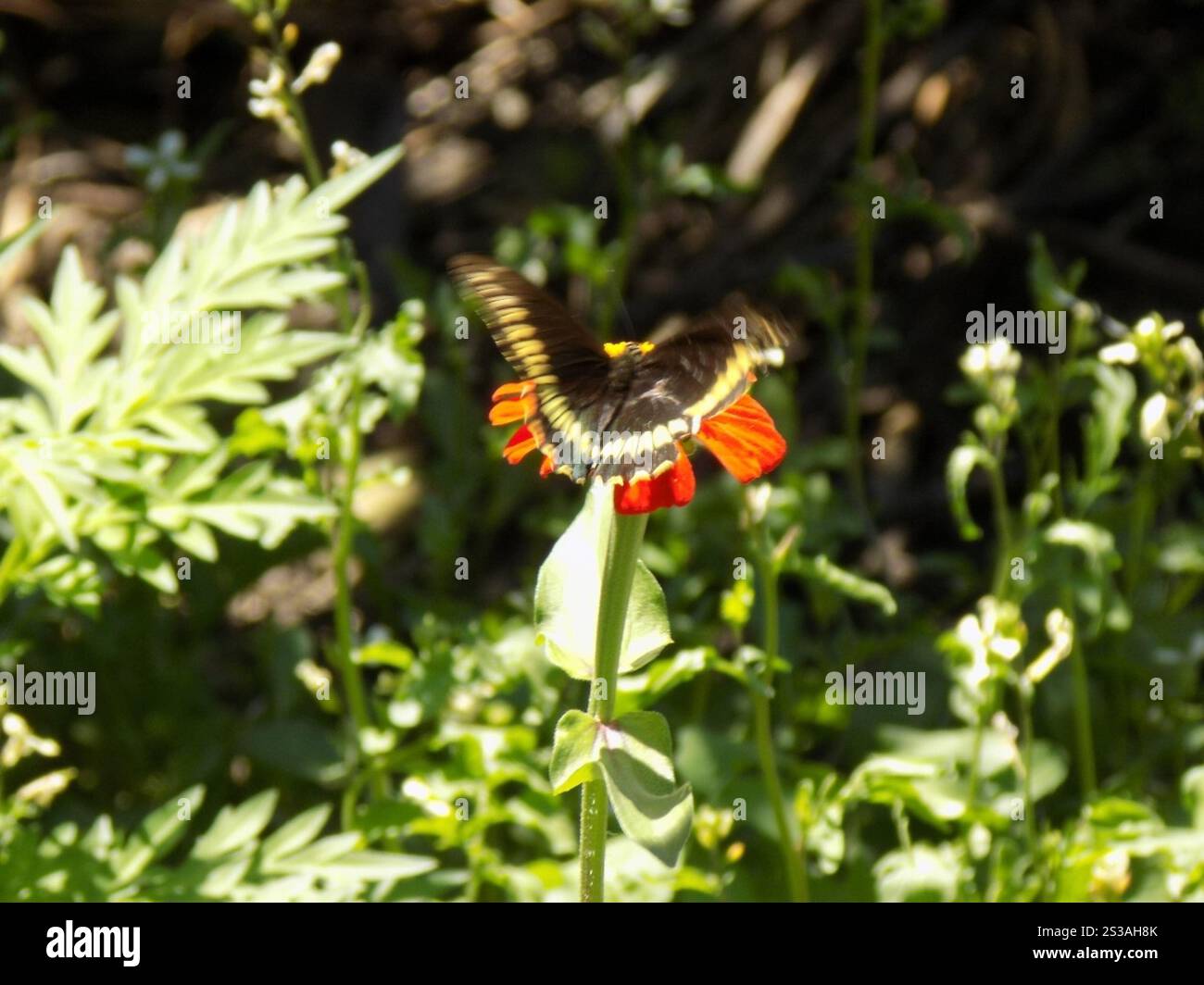 Polydamas Swallowtail (Battus polydamas Stock Photo - Alamy