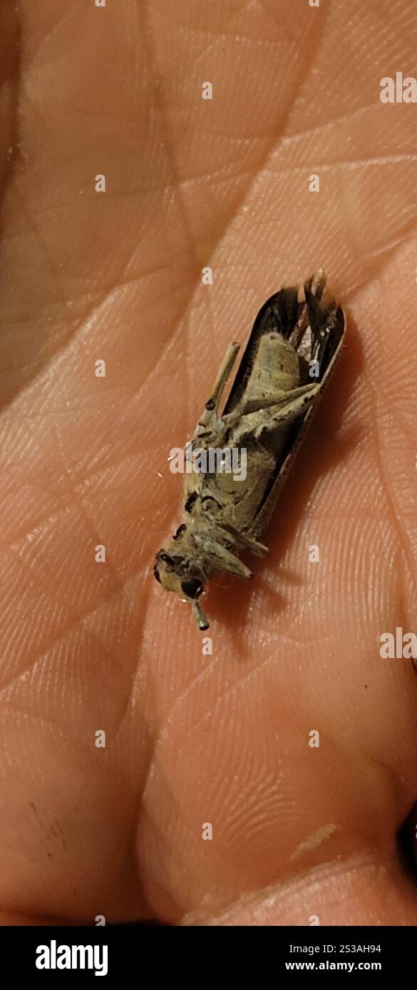 Poplar Borer (Saperda calcarata Stock Photo - Alamy
