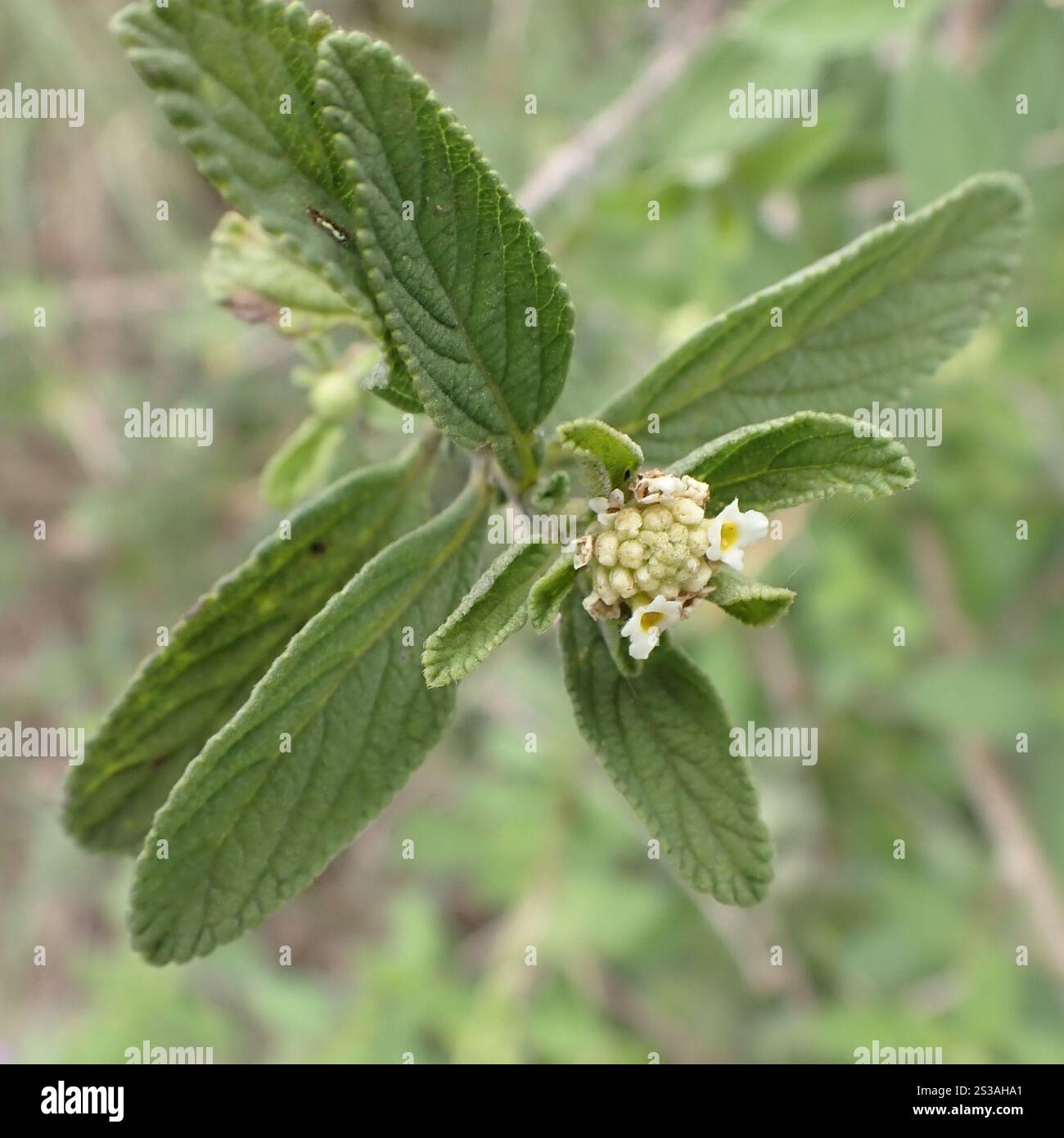 Fever Tea (Lippia javanica Stock Photo - Alamy
