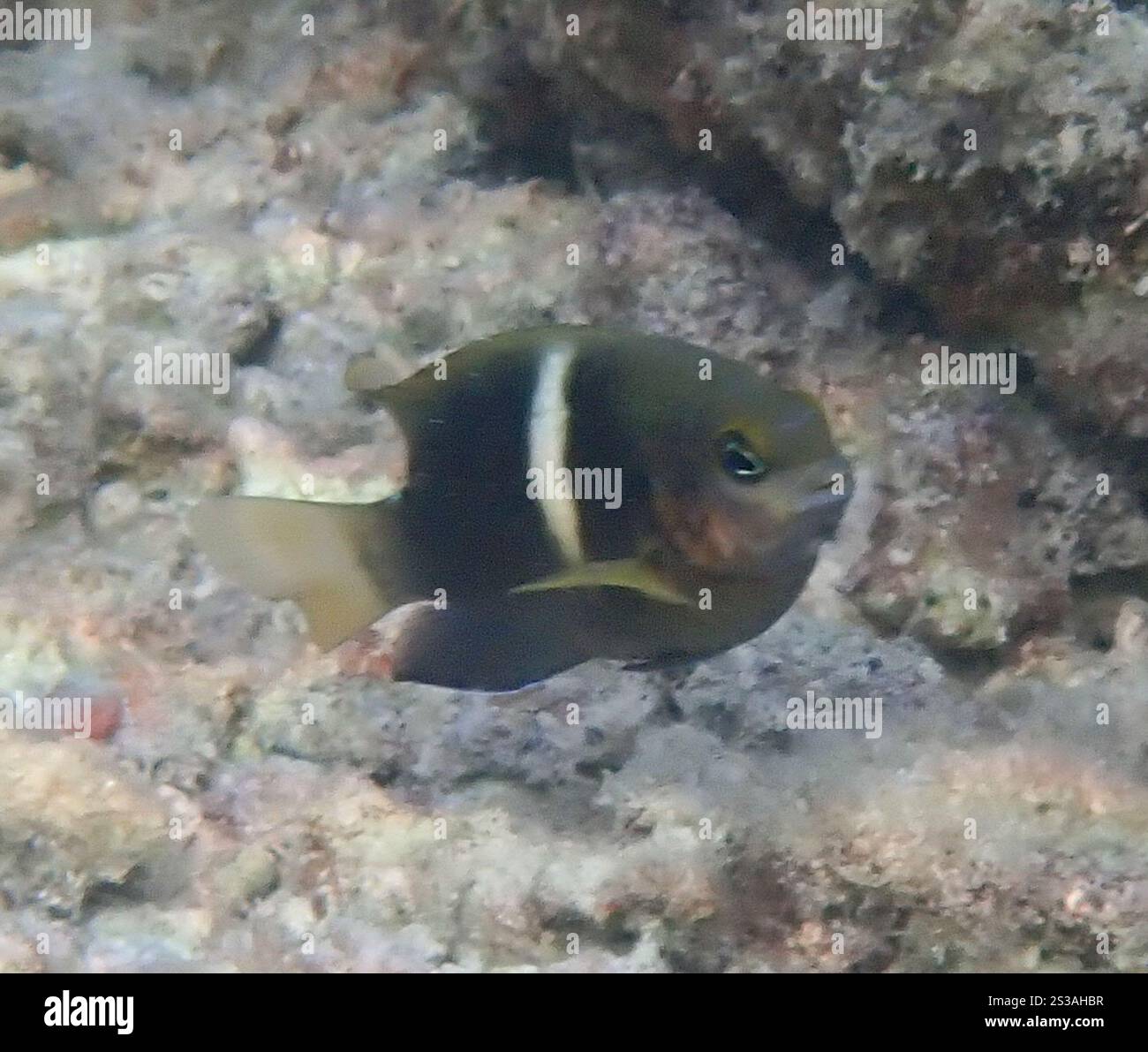 Chrysiptera biocellata hi-res stock photography and images - Alamy