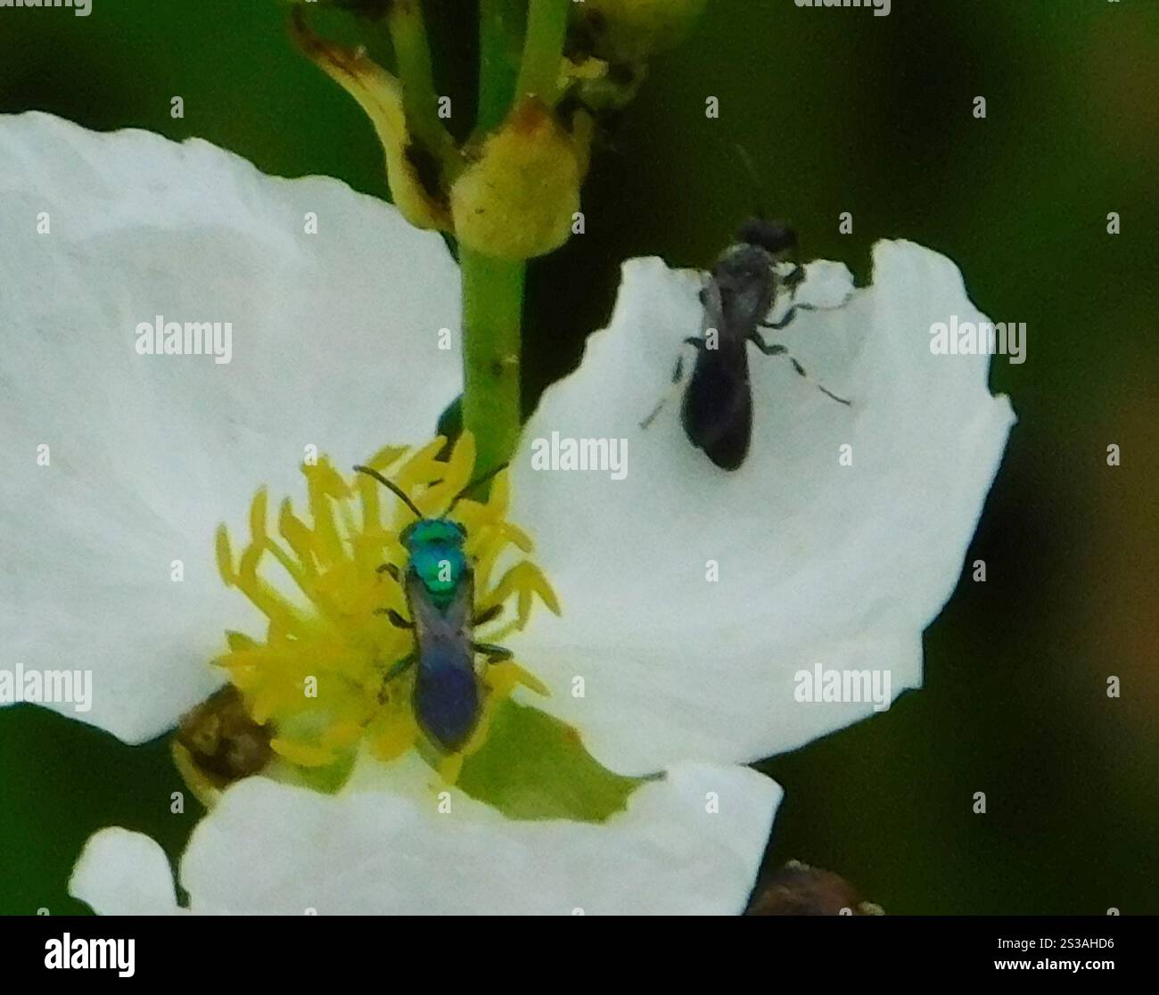 Ants, Bees, Wasps, and Sawflies (Hymenoptera Stock Photo - Alamy