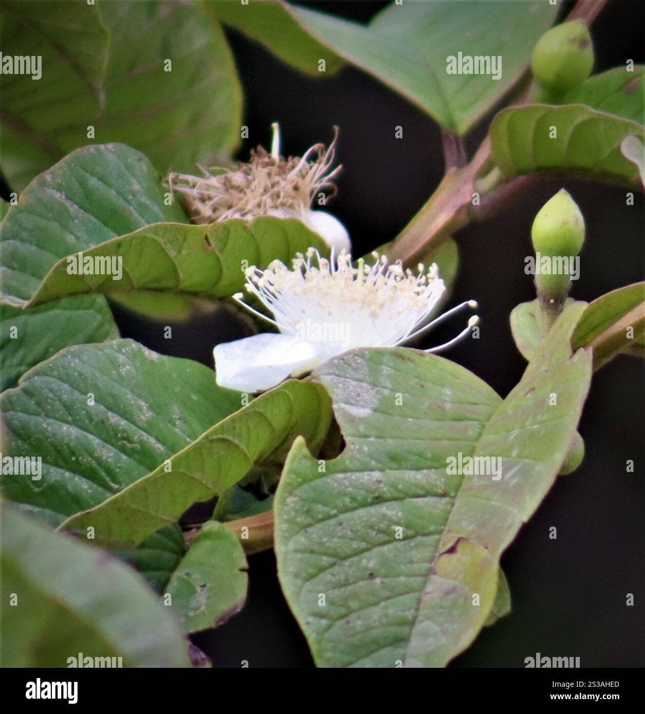 Common guava (Psidium guajava Stock Photo - Alamy