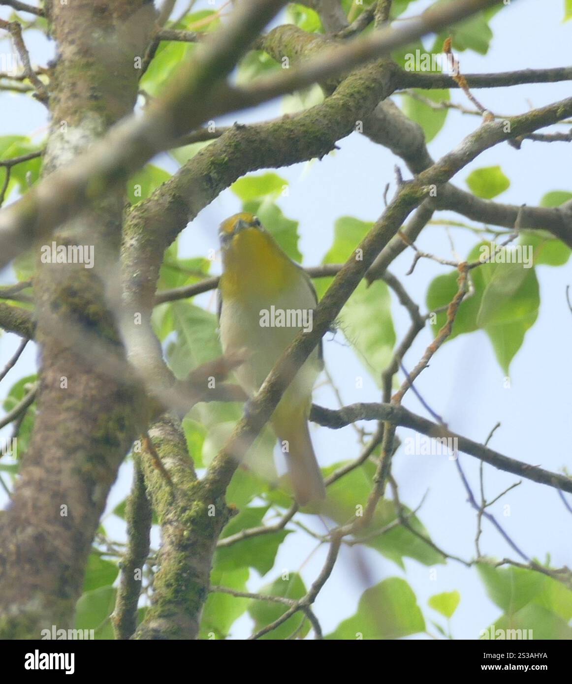Warbling White-eye (Zosterops japonicus Stock Photo - Alamy