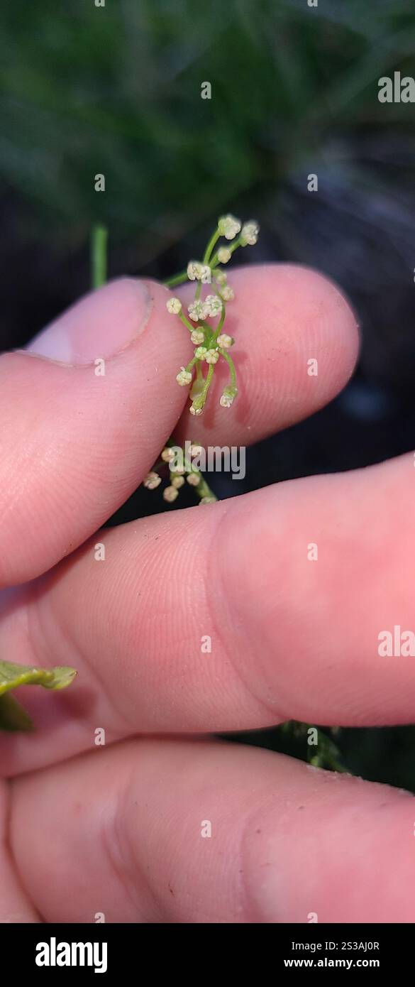 Sea Celery (Apium prostratum Stock Photo - Alamy