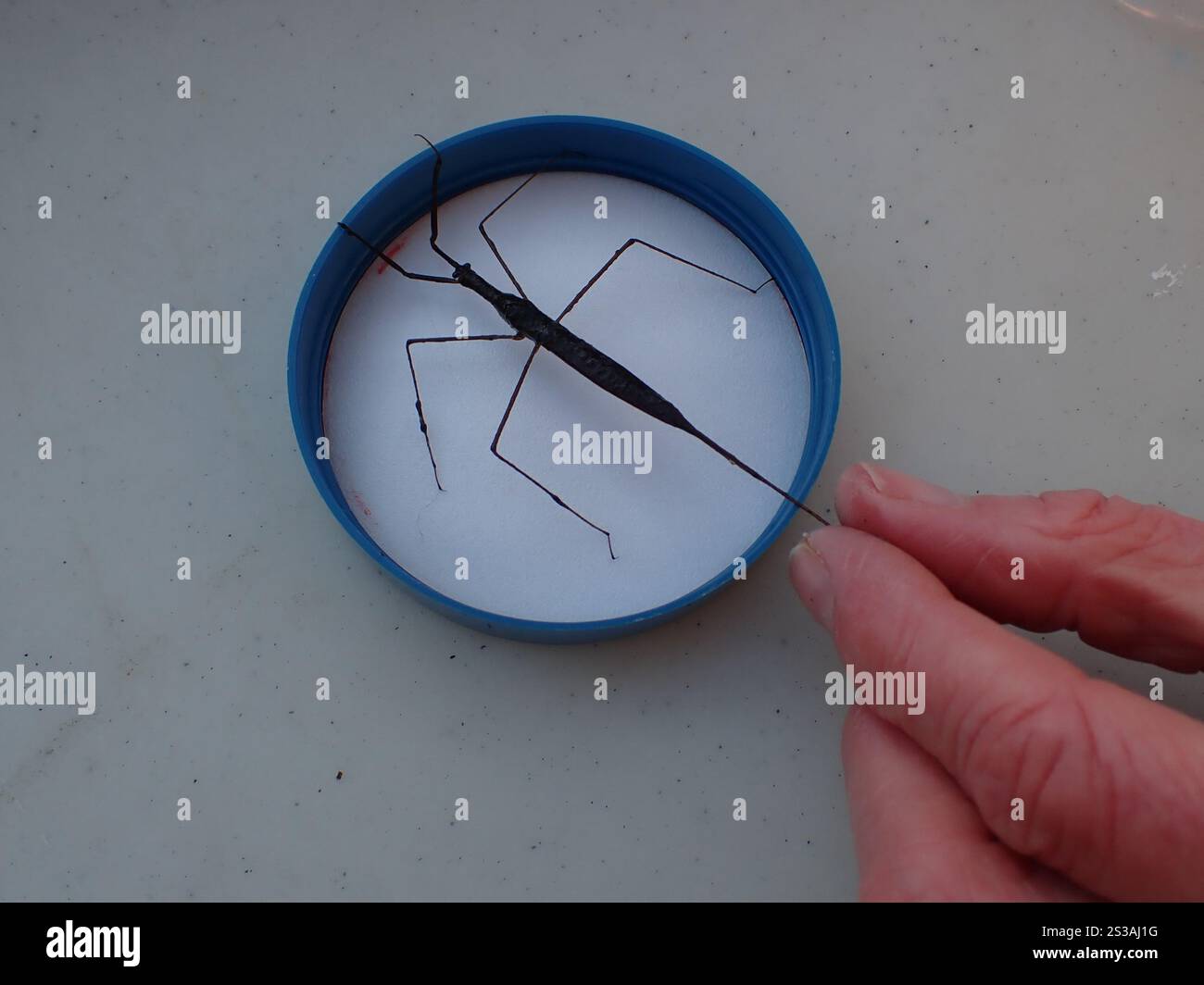 Brown Waterscorpion (Ranatra fusca Stock Photo - Alamy