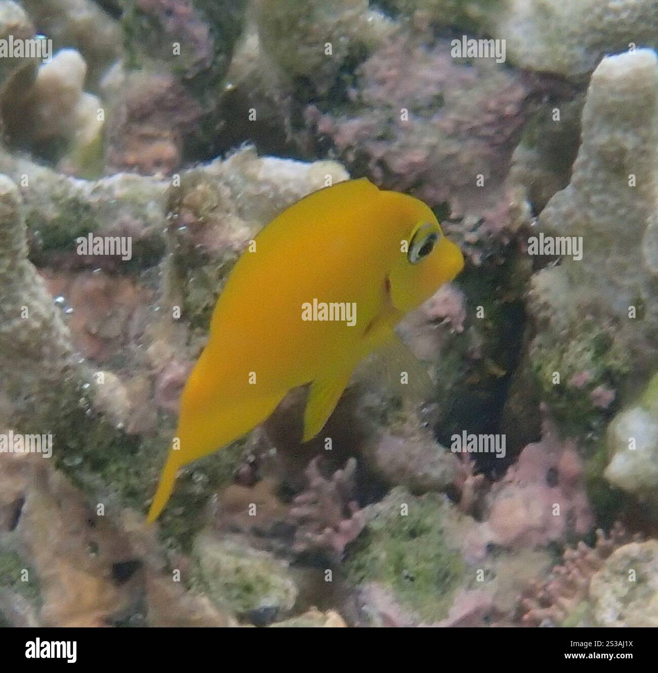 Surgeonfishes, Tangs, and Unicornfishes (Acanthuridae Stock Photo - Alamy