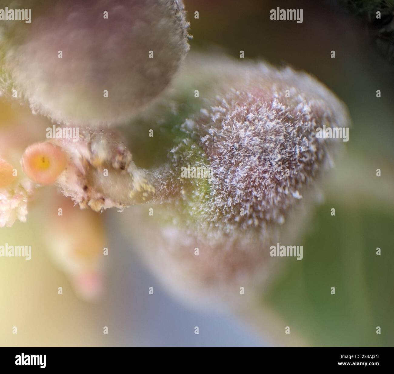 Powdery Mildews (Erysiphaceae Stock Photo - Alamy