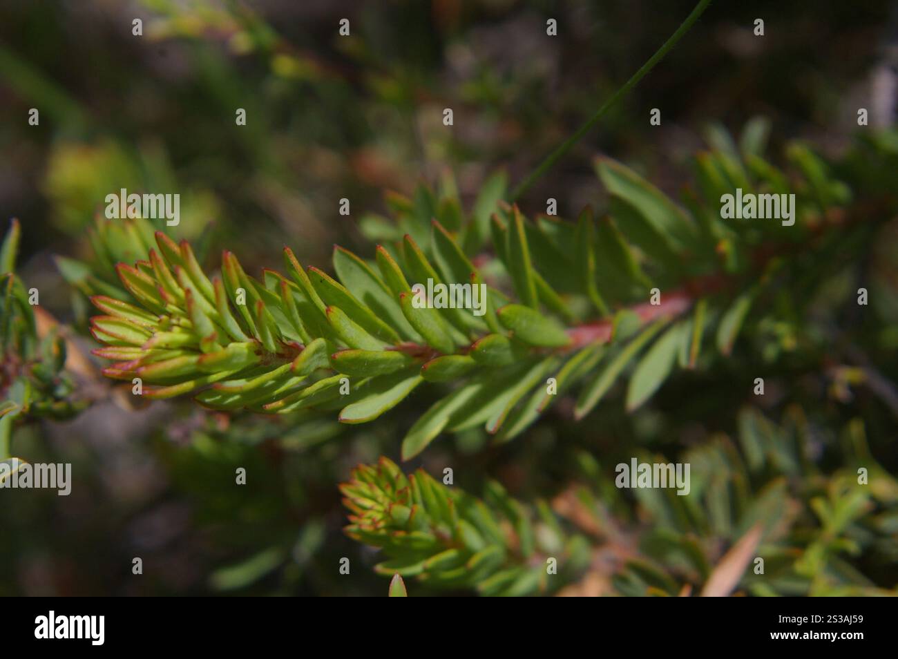 dwarf bush-pea (Pultenaea humilis Stock Photo - Alamy